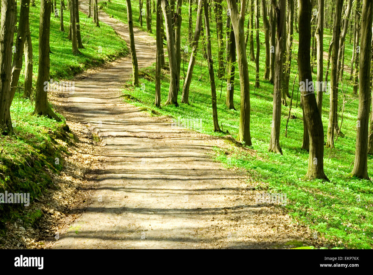 Deciduous path hi-res stock photography and images - Alamy