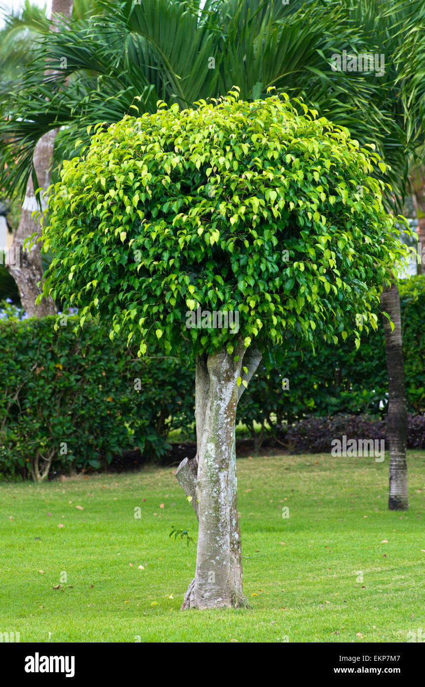 Tree trunk shape on hi-res stock photography and images - Alamy