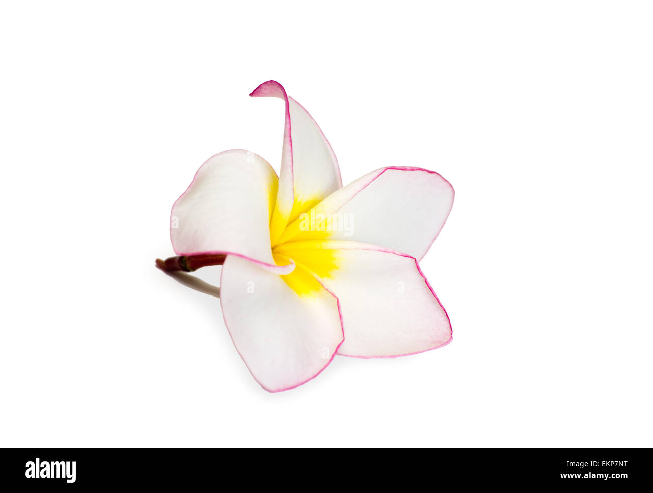 Single flower plumeria frangipani on hi-res stock photography and ...