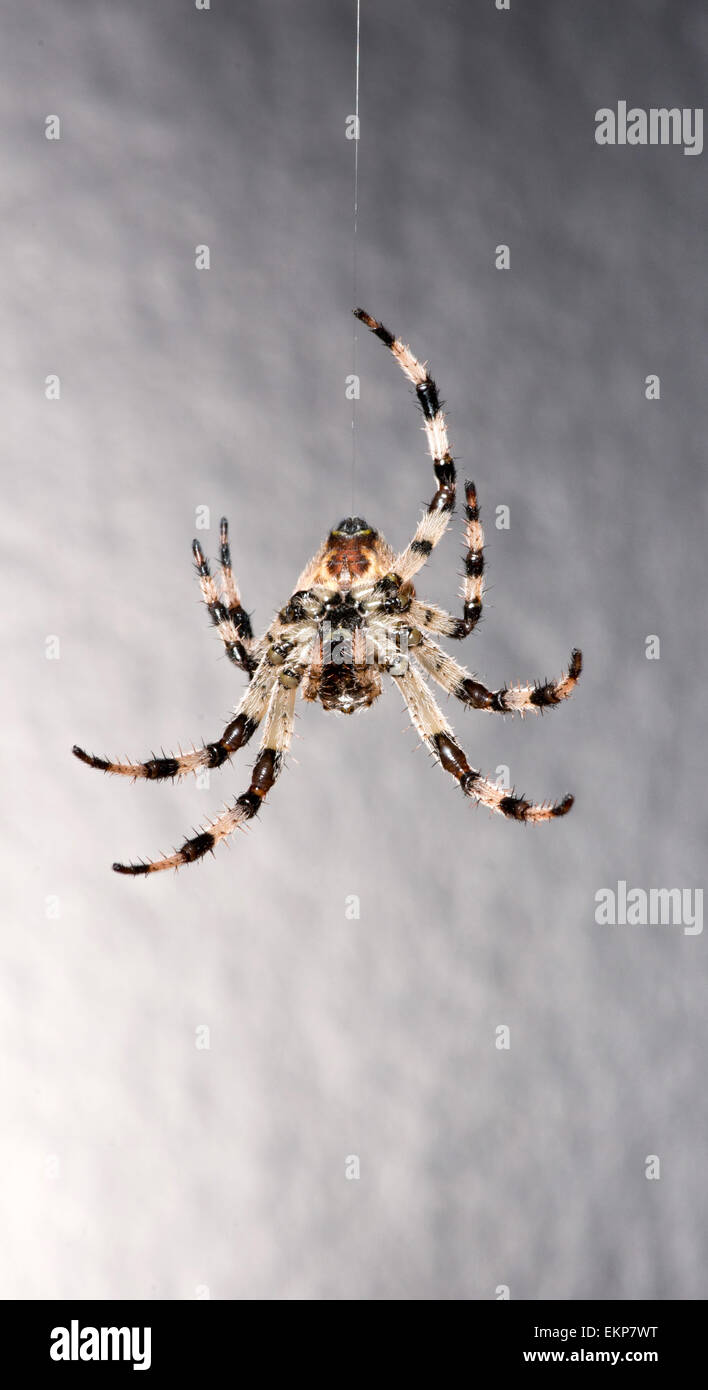 Gray spider hi-res stock photography and images - Alamy