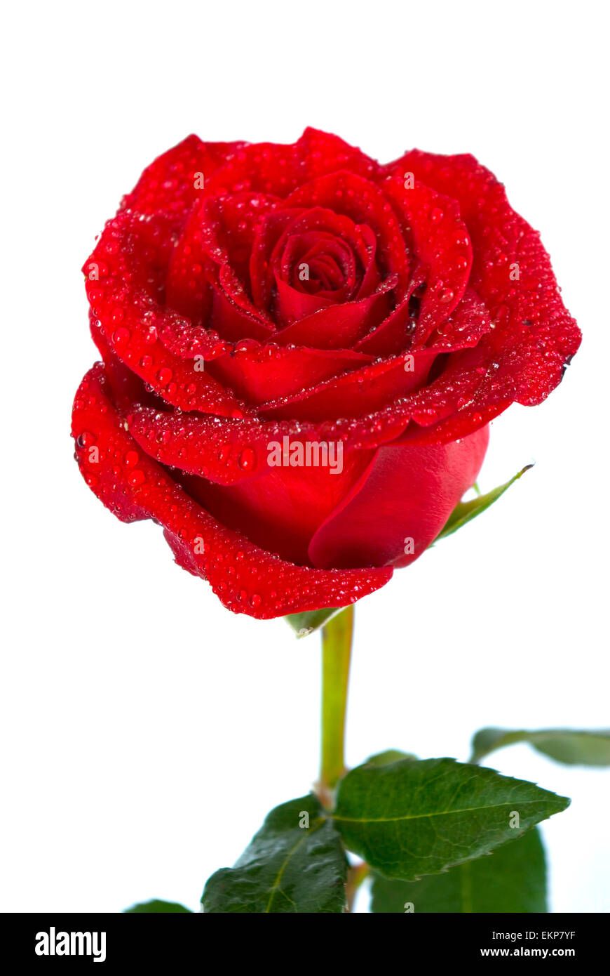 Fresh red rose on white hi-res stock photography and images - Alamy
