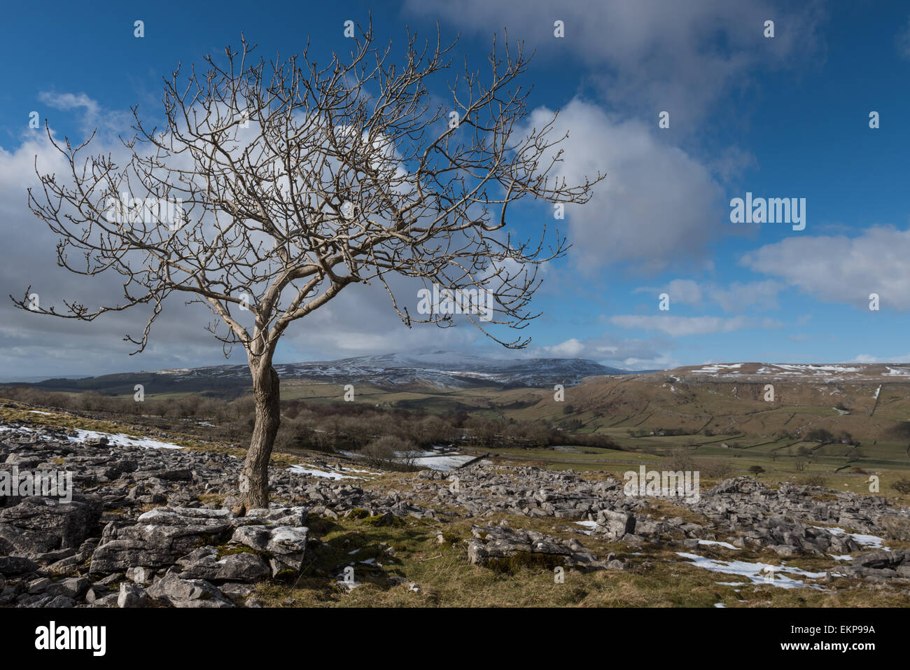 Lone Tree and Ingleborough Stock Photo - Alamy