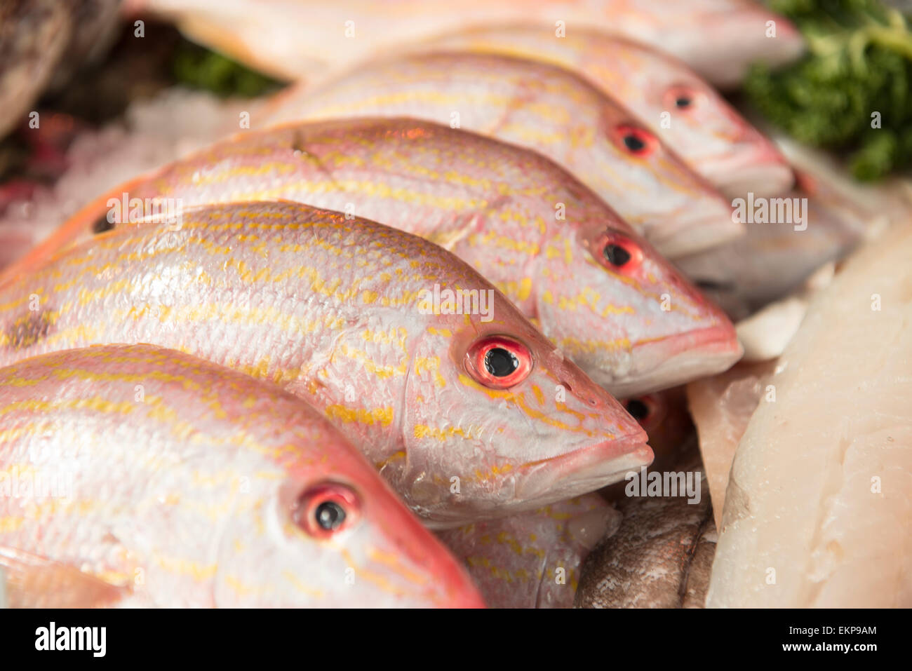Fishermen north sea sea bass hi-res stock photography and images - Alamy