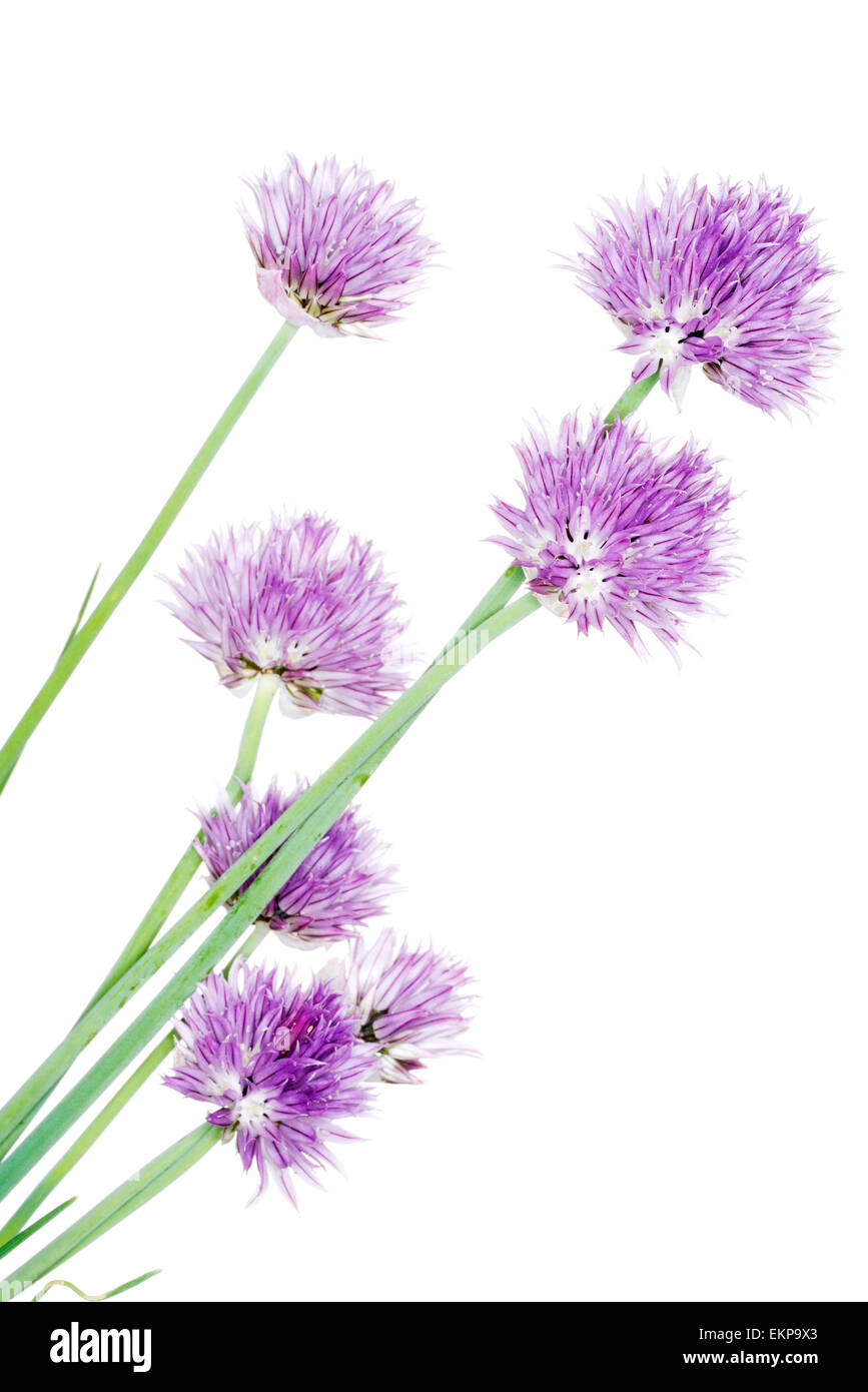 Chives decorative flowers Stock Photo - Alamy