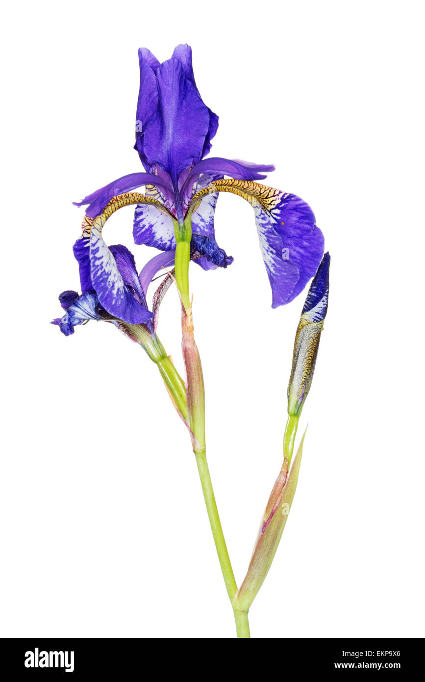 Vivid iris Cut Out Stock Images & Pictures - Alamy