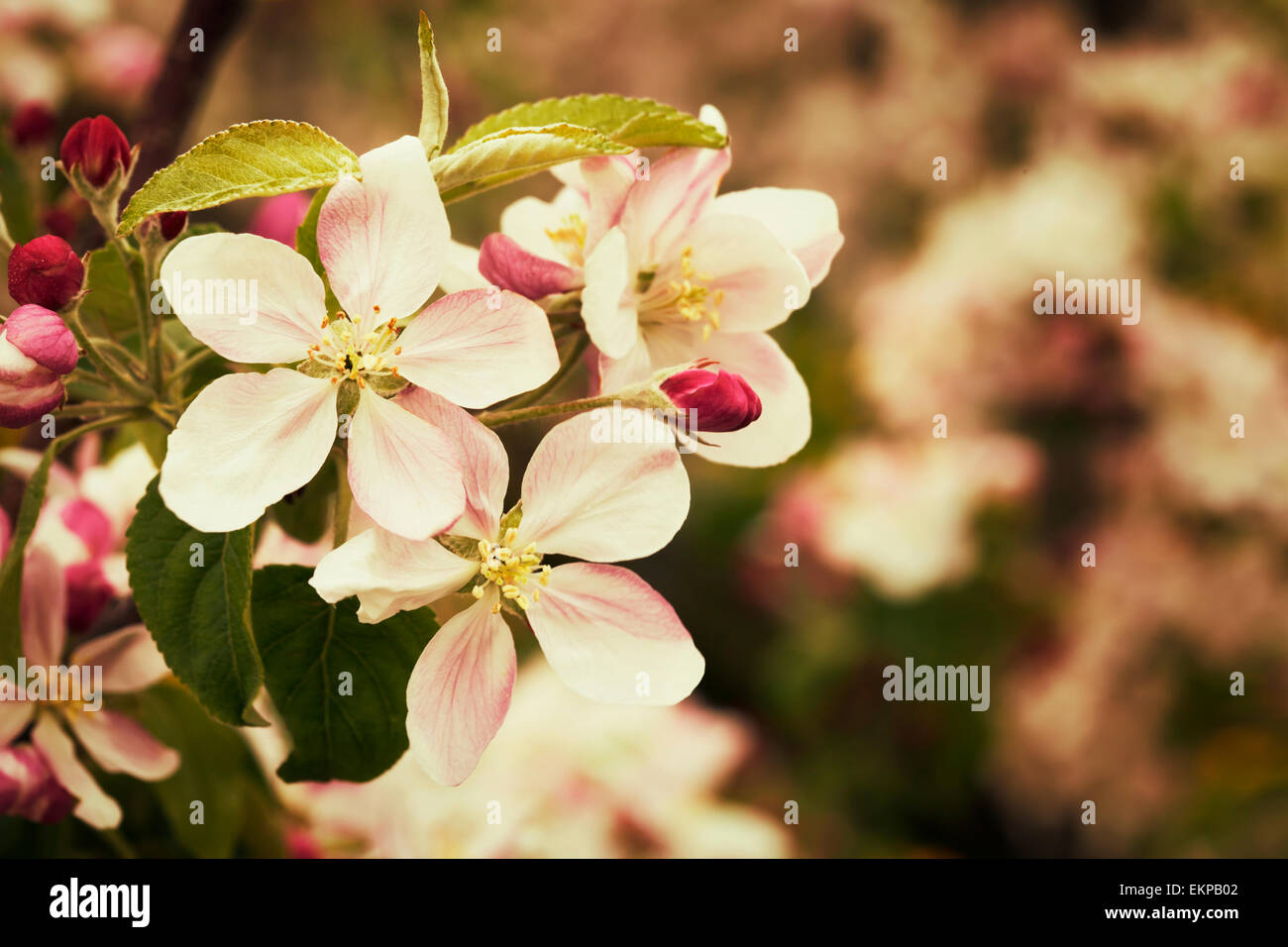 Blossom apples garden in the Spring Stock Photo - Alamy