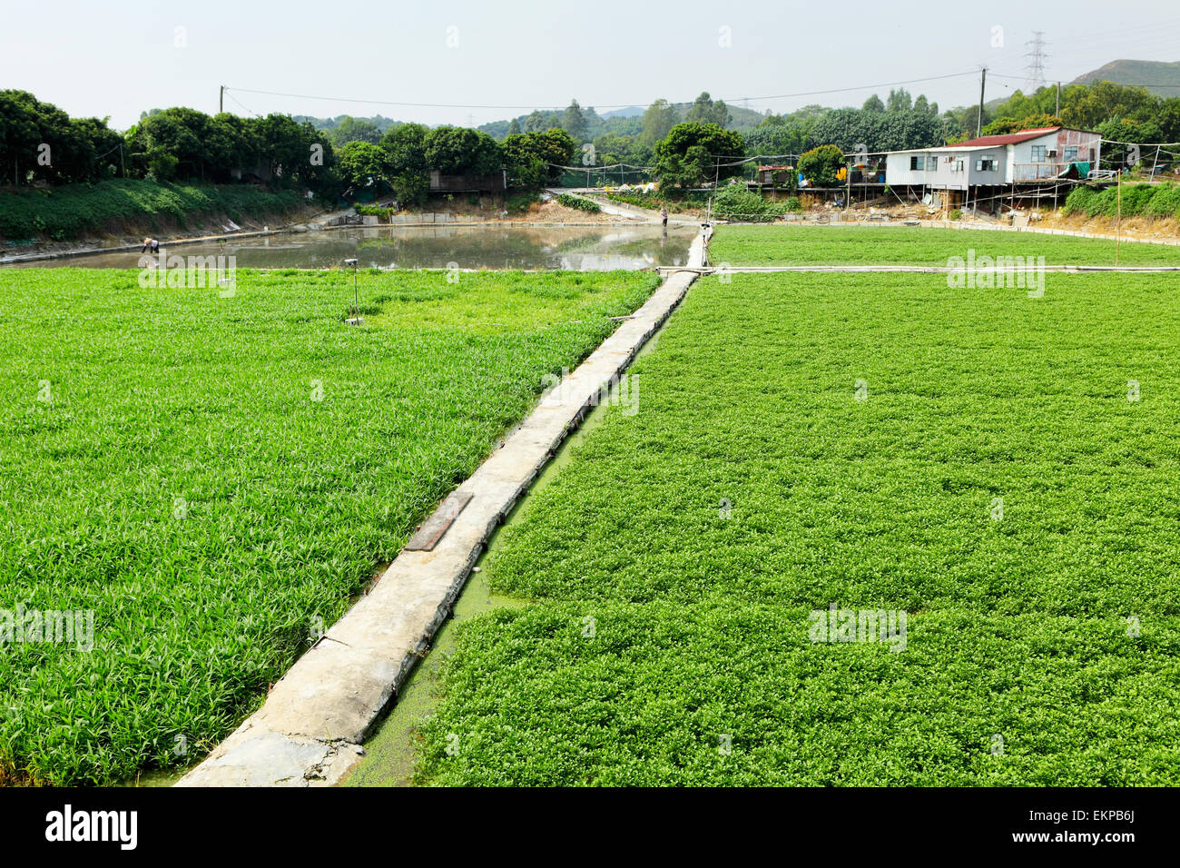 Path in field Stock Photo - Alamy