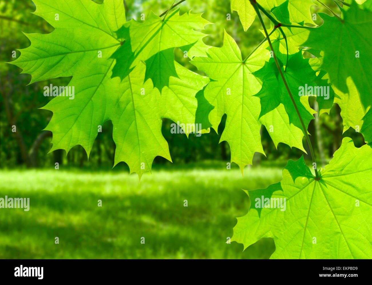 Green maple leaves on defocused background Stock Photo - Alamy