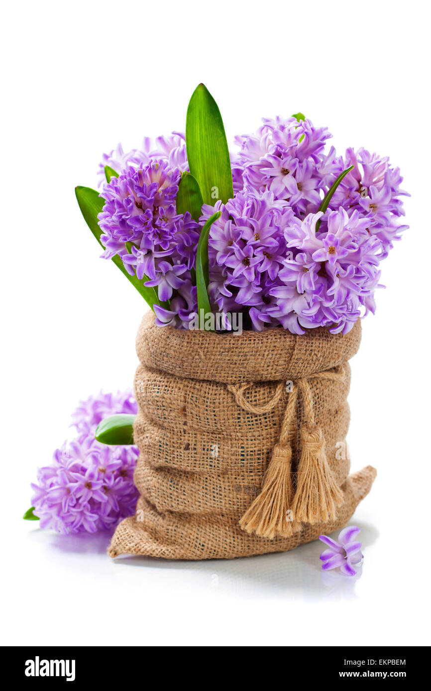 Beautiful flower in macro Cut Out Stock Images & Pictures - Alamy