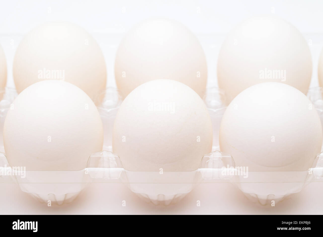 Row animal hi-res stock photography and images - Alamy