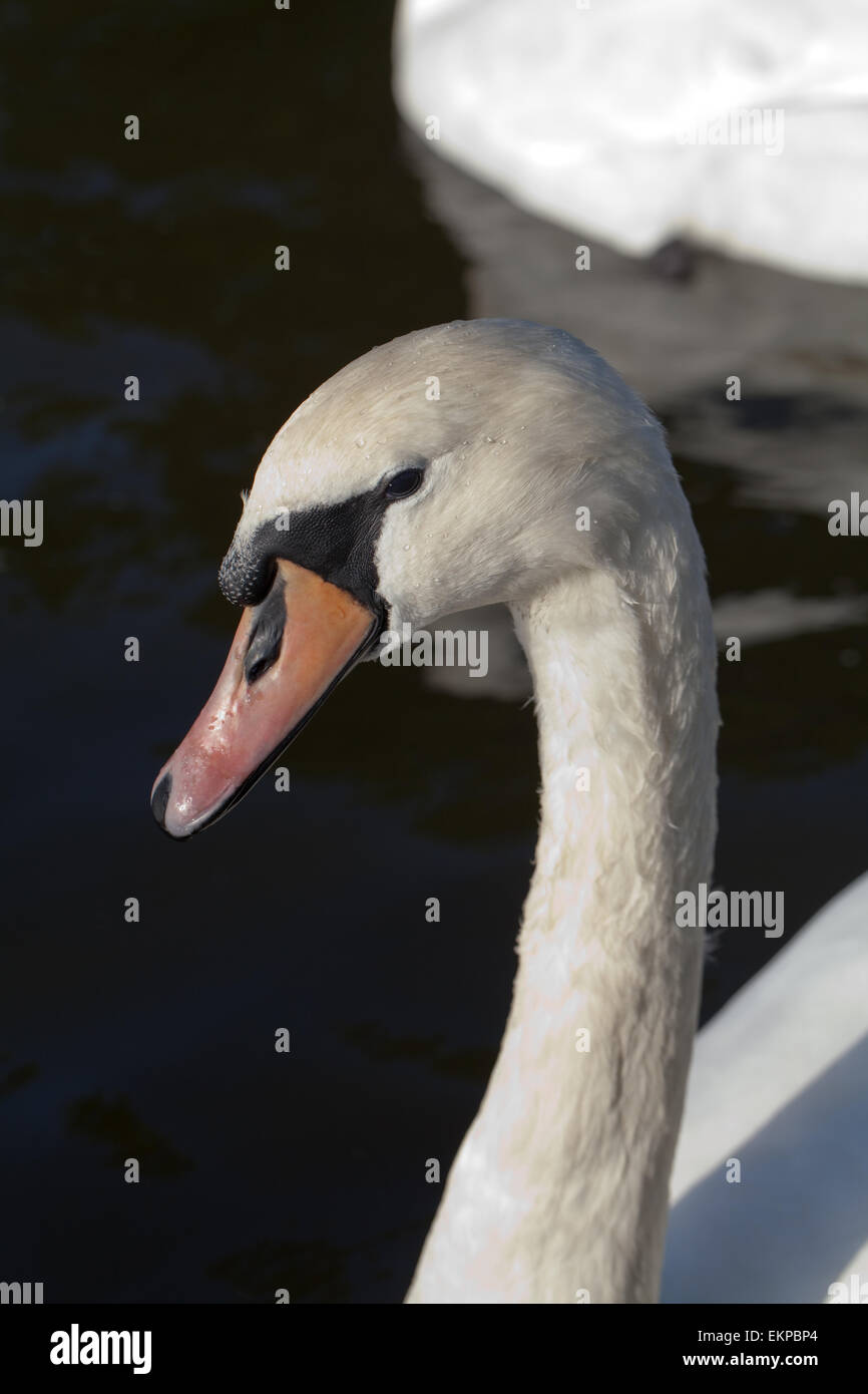 Caruncle hi-res stock photography and images - Alamy