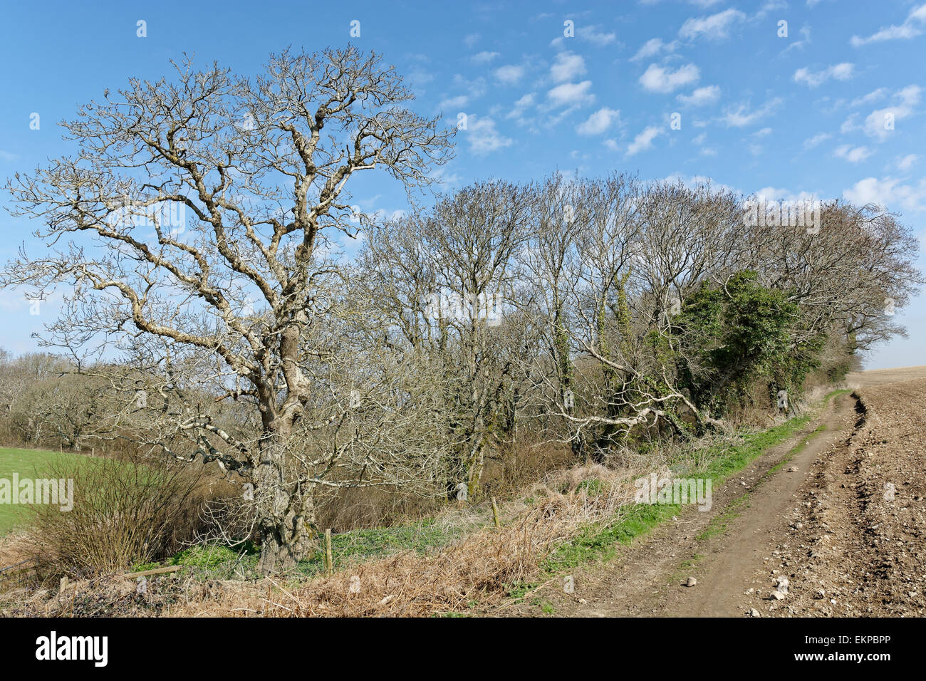 Tennyson Trail, Nr Newport, Isle of Wight, England, UK, GB Stock Photo ...