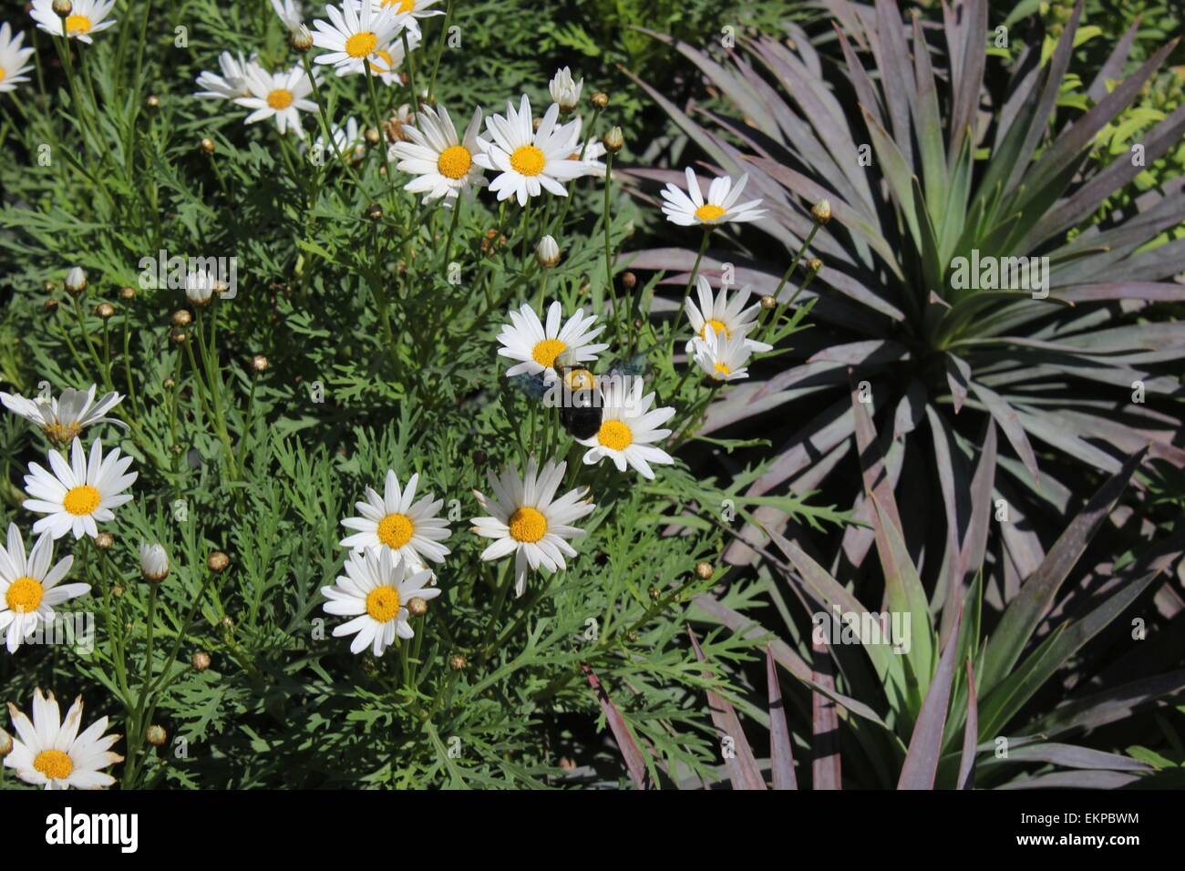 Cairo, Egypt. 13th Apr, 2015. A general view shows the spring flower ...