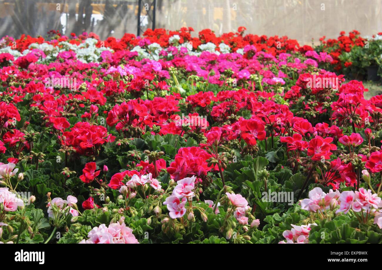 Cairo, Egypt. 13th Apr, 2015. A general view shows the spring flower ...