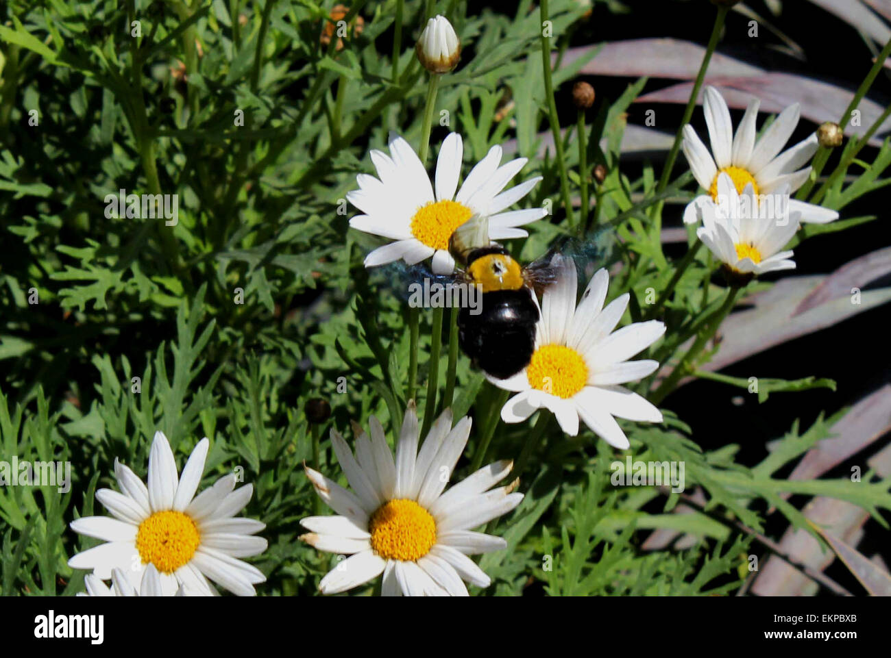 Cairo, Egypt. 13th Apr, 2015. A general view shows the spring flower ...