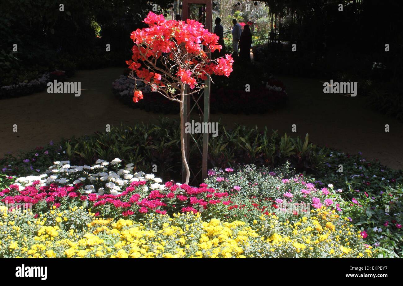 Cairo, Egypt. 13th Apr, 2015. A general view shows the spring flower ...