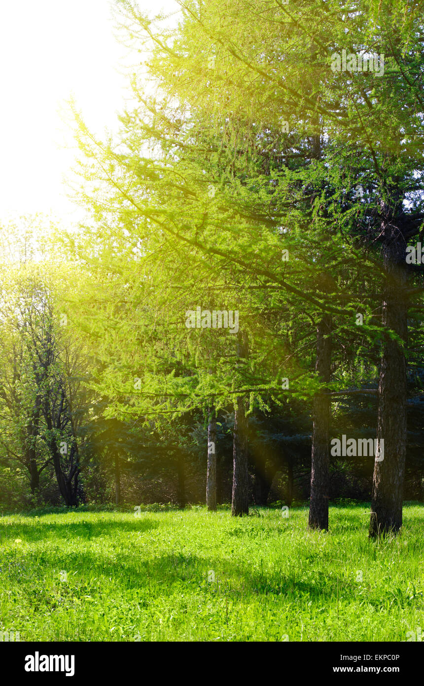 Sunny spring forest Stock Photo - Alamy