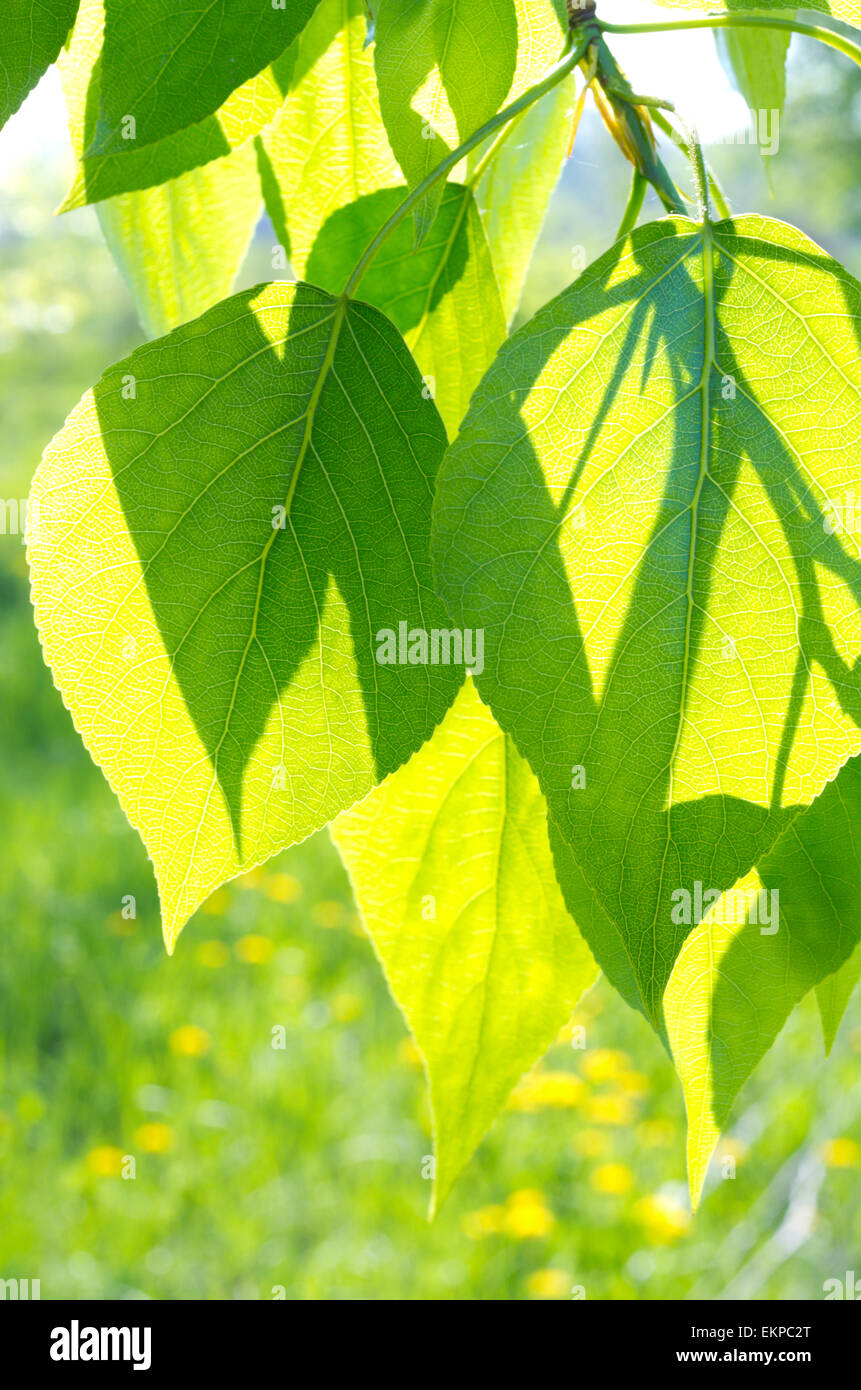 Green poplar leaves on floral background Stock Photo - Alamy Green poplar leaves on floral background Stock Photo - Alamy