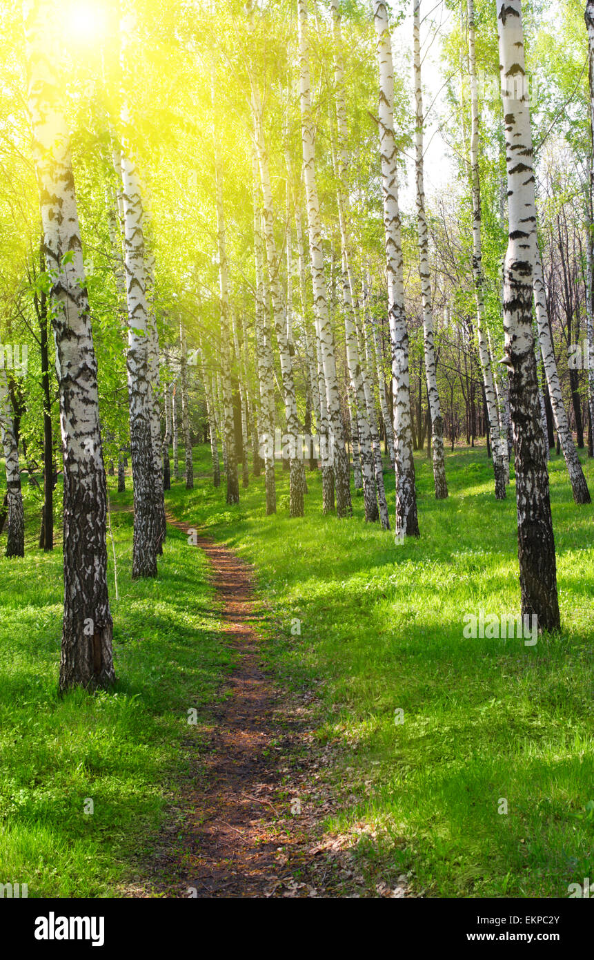 Pathway at sunny birch forest Stock Photo - Alamy
