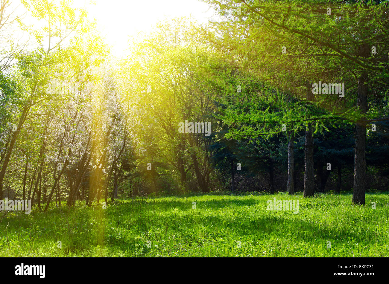 Sunny spring forest Stock Photo - Alamy