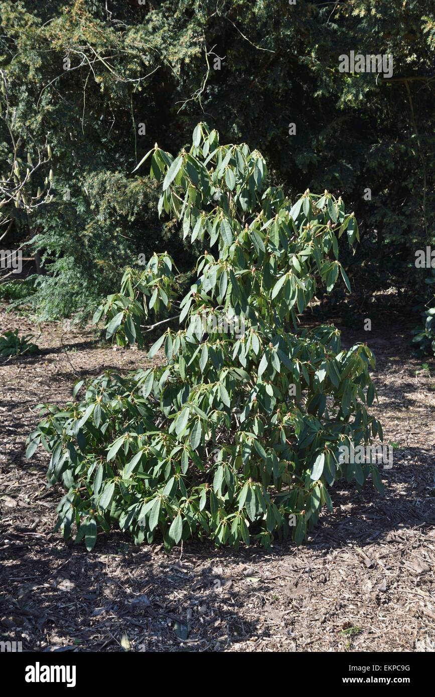 A Rhododendron bush ready to flower Stock Photo - Alamy