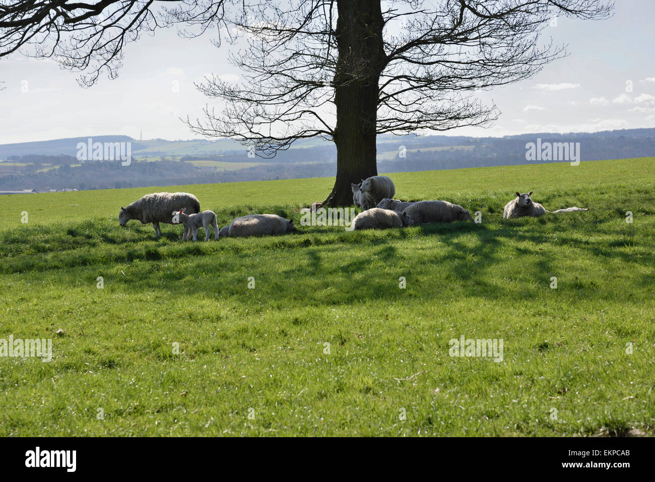 Sheep shade hi-res stock photography and images - Alamy