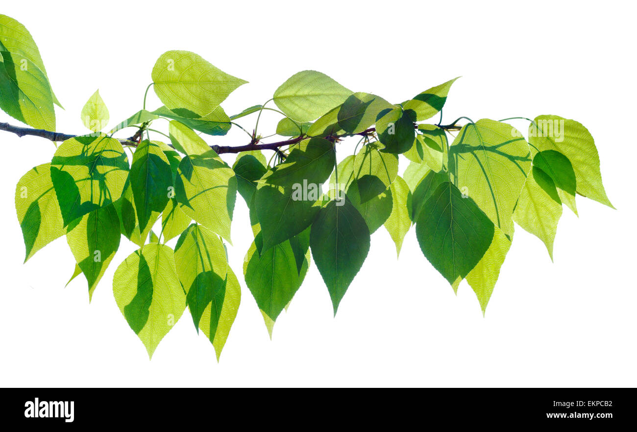 Green poplar twig isolated Stock Photo - Alamy