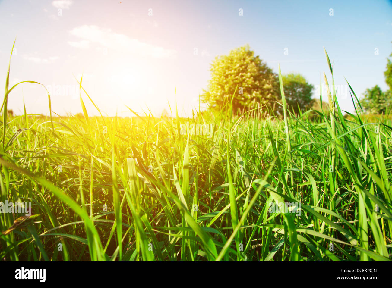 sunset and grass Stock Photo - Alamy