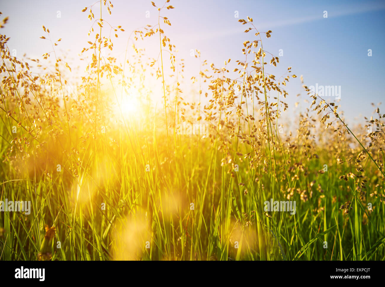 sunset and grass Stock Photo - Alamy