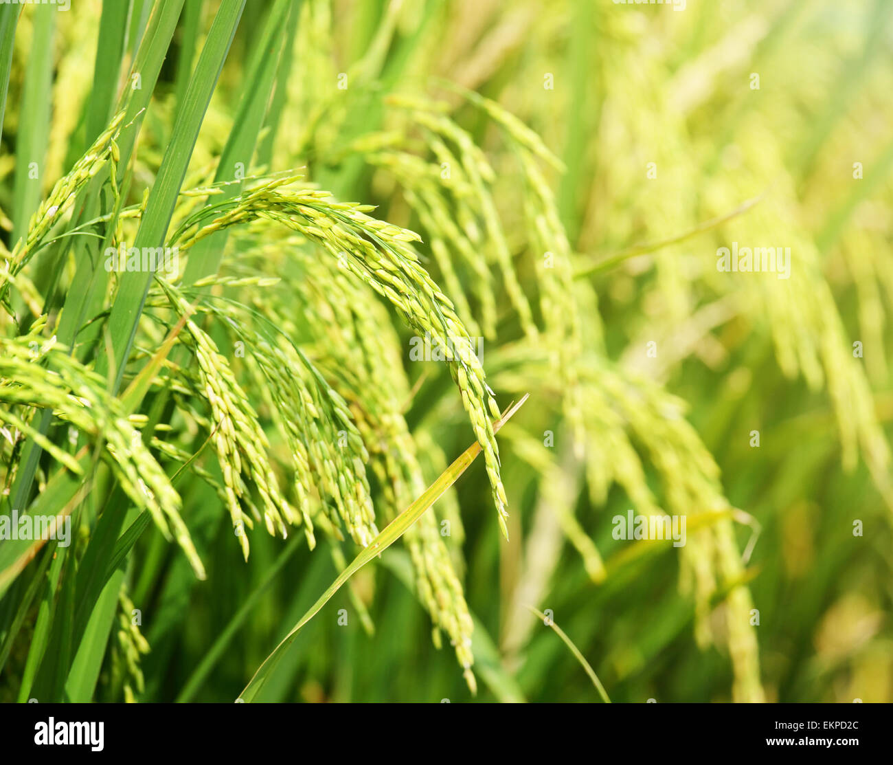 Paddy rice field close up Stock Photo - Alamy