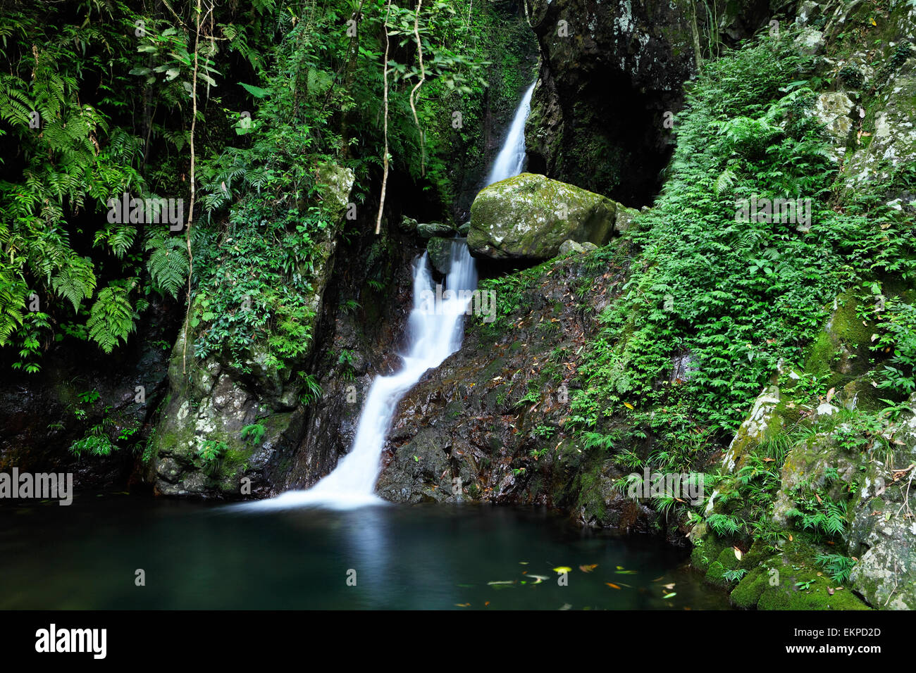 Jungle with waterfall Stock Photo - Alamy