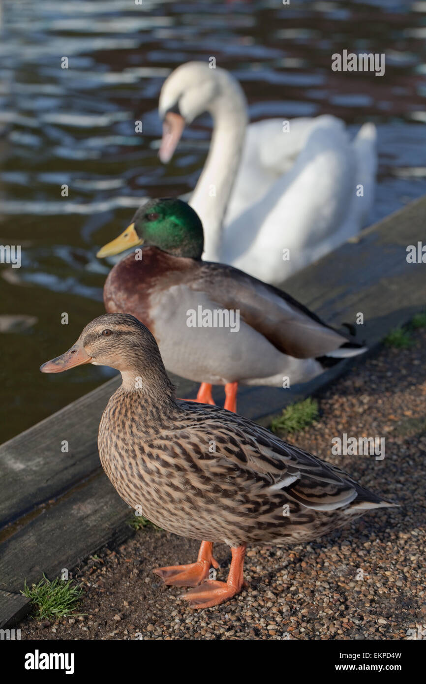 Mallard ducks watchful hi-res stock photography and images - Alamy