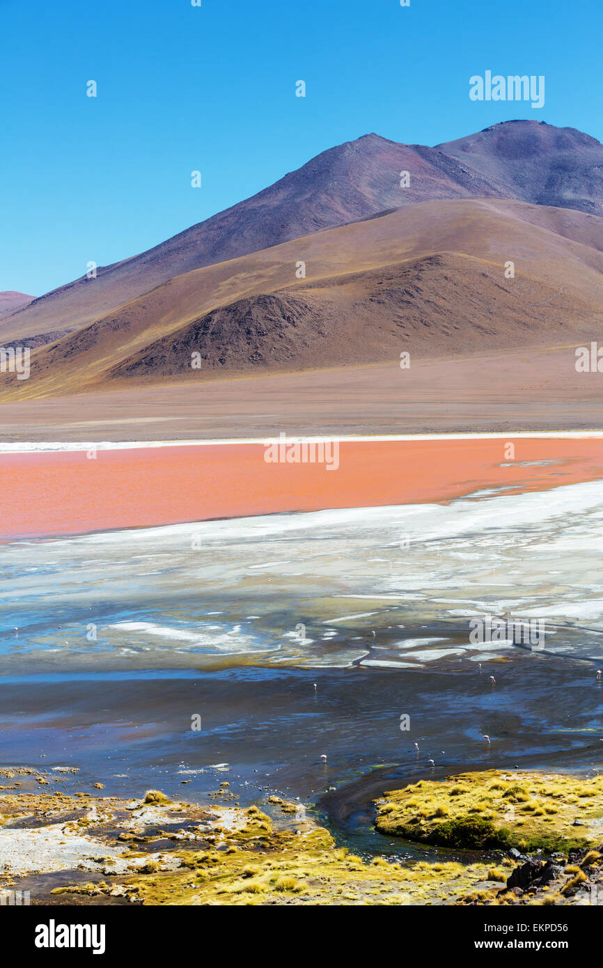 Laguna colorada in desert bolivia hi-res stock photography and images ...