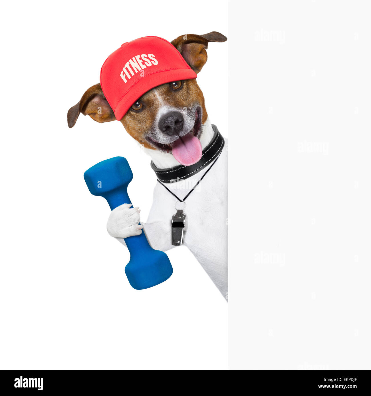 fitness dog banner Stock Photo - Alamy