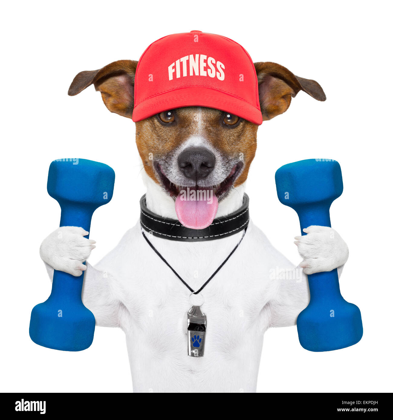Muscle dog hi-res stock photography and images - Alamy