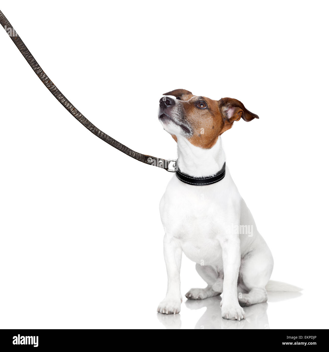 Bad angry dog hi-res stock photography and images - Alamy