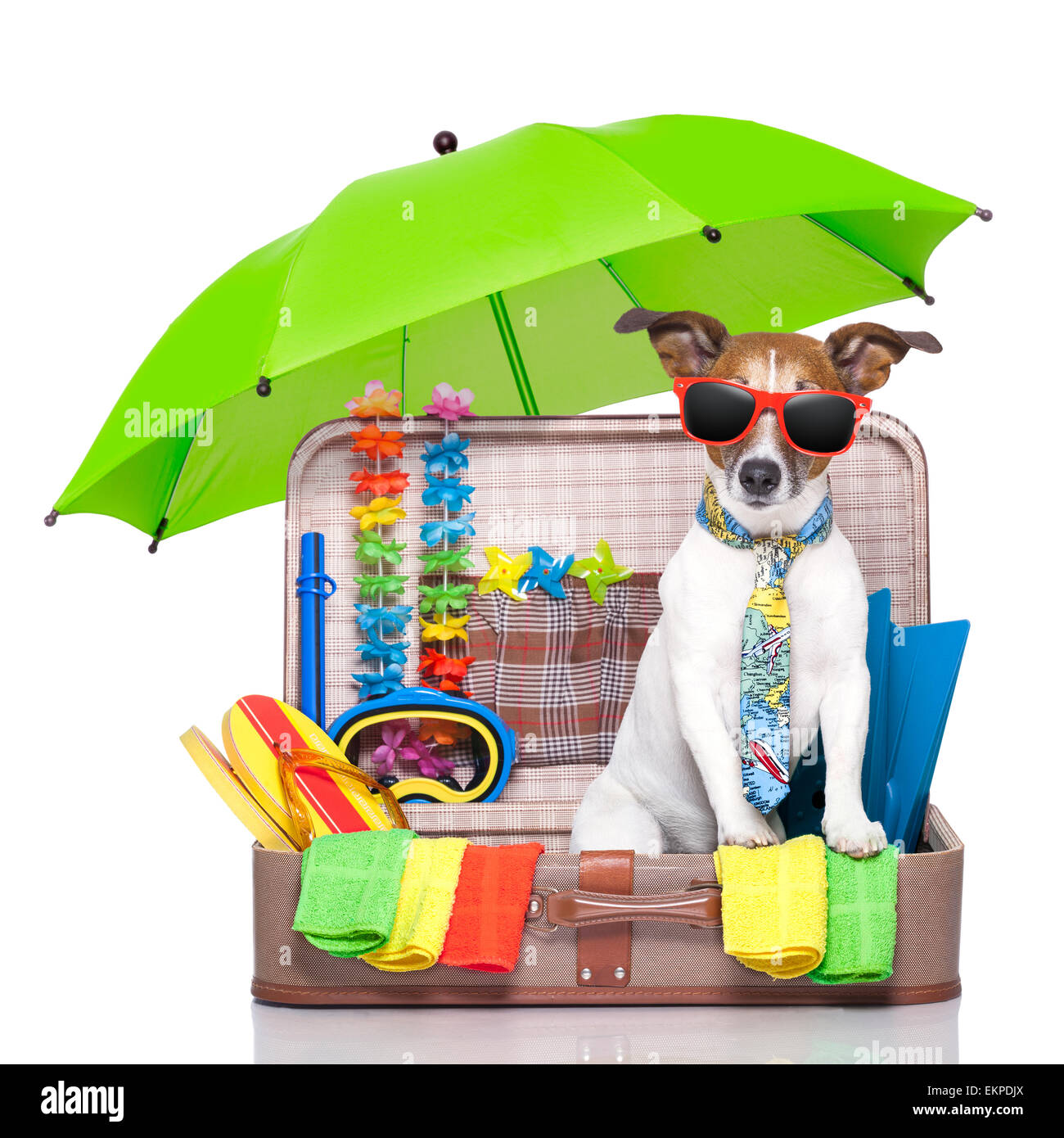 summer holiday dog Stock Photo - Alamy
