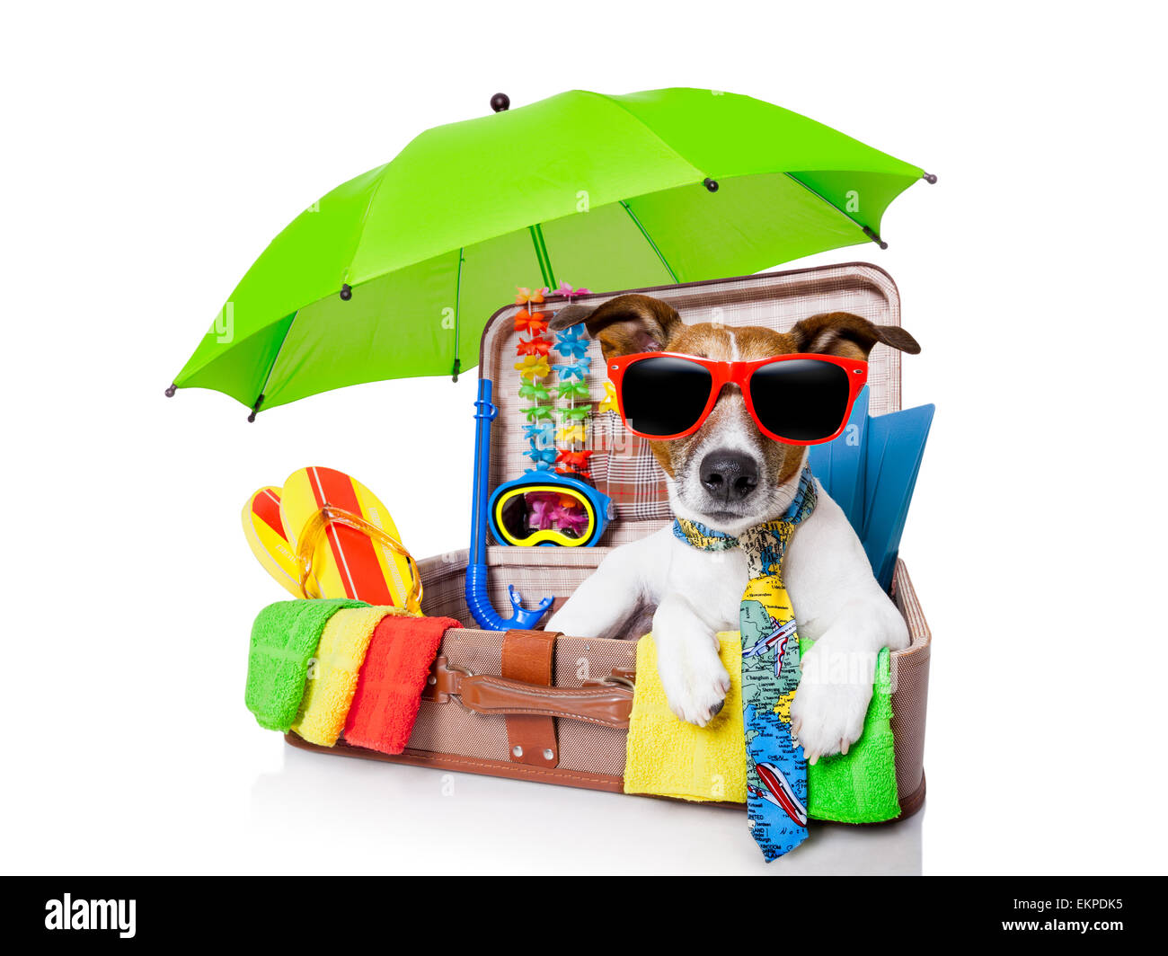 summer holiday dog Stock Photo - Alamy