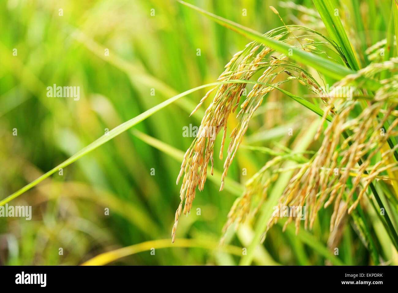 Rice farm hi-res stock photography and images - Alamy