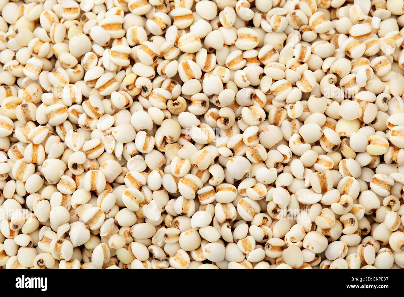 Coix seed hi-res stock photography and images - Alamy
