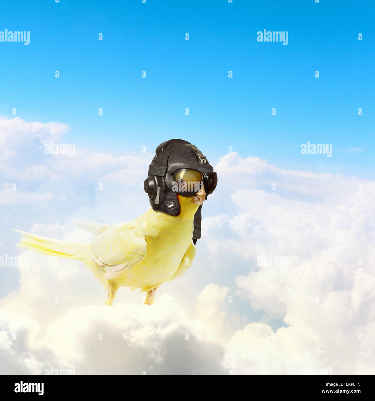 Parrot in pilot hat Stock Photo - Alamy