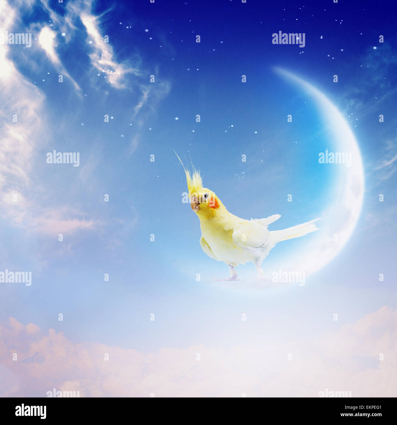 Parrot sitting on moon Stock Photo - Alamy