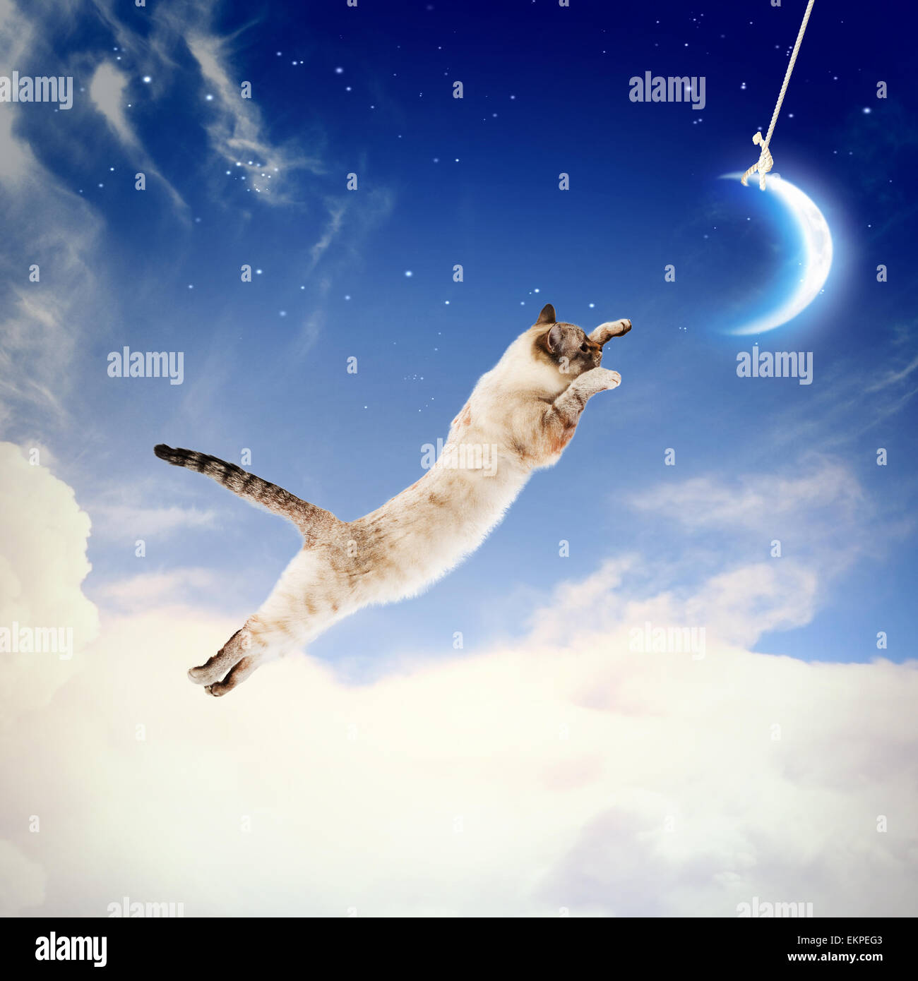 Cat catching moon Stock Photo - Alamy