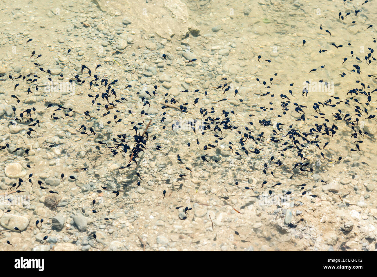 Swarm of tadpoles hi-res stock photography and images - Alamy