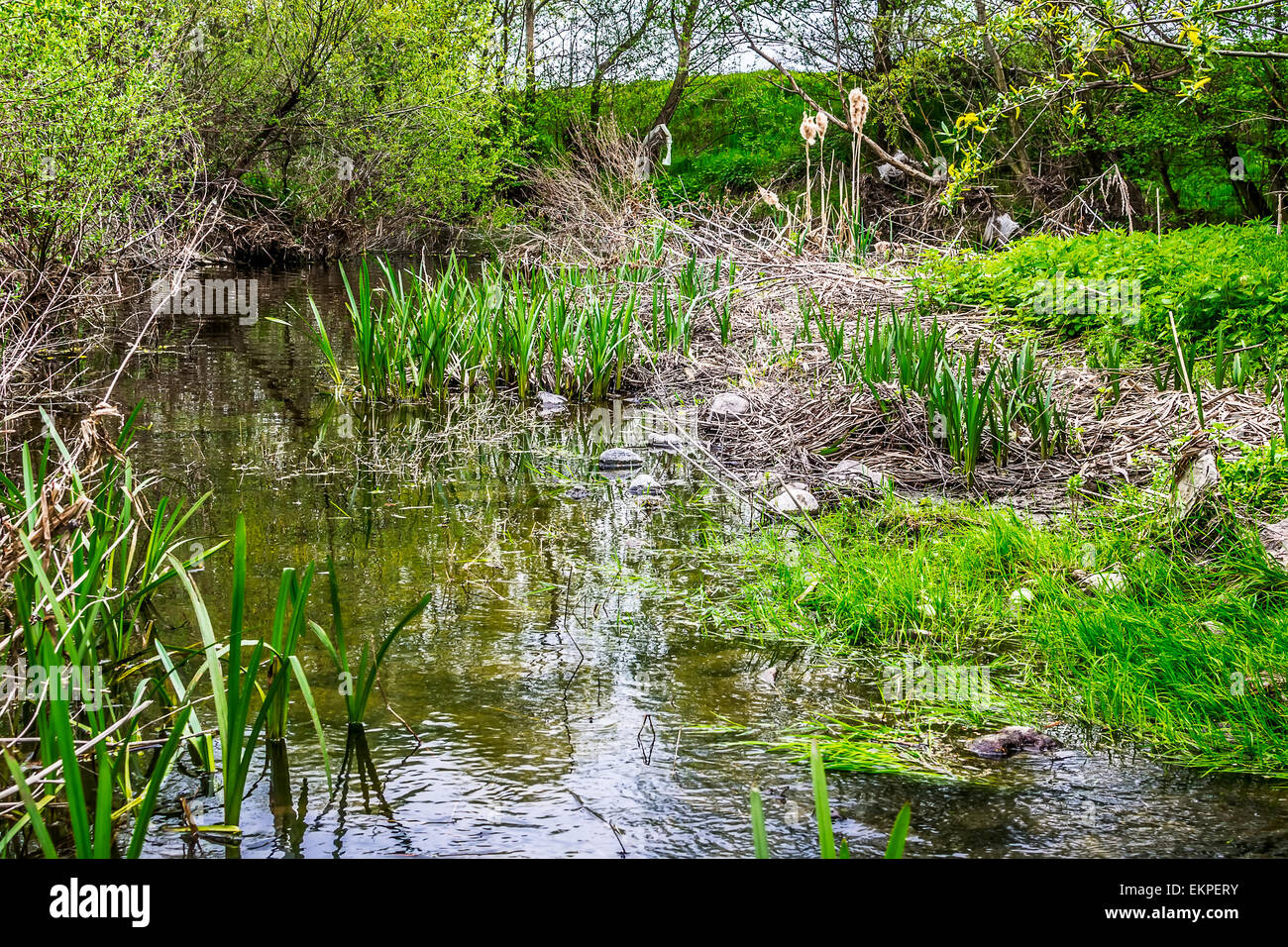 Spring life on a creek hi-res stock photography and images - Alamy