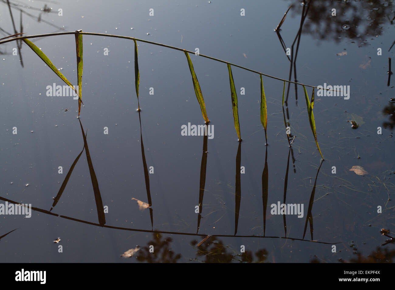 Reed stem background High Resolution Stock Photography and Images - Alamy