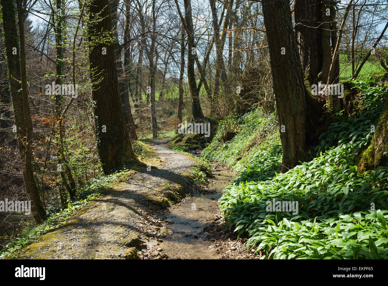 Ravine forest hi-res stock photography and images - Alamy