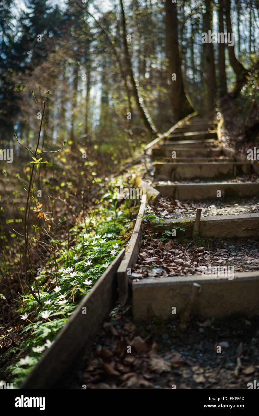 Stairs in a forest Stock Photo - Alamy