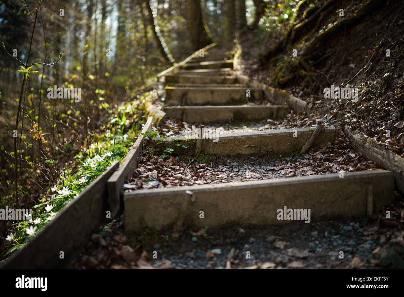 Stairs in a forest Stock Photo - Alamy