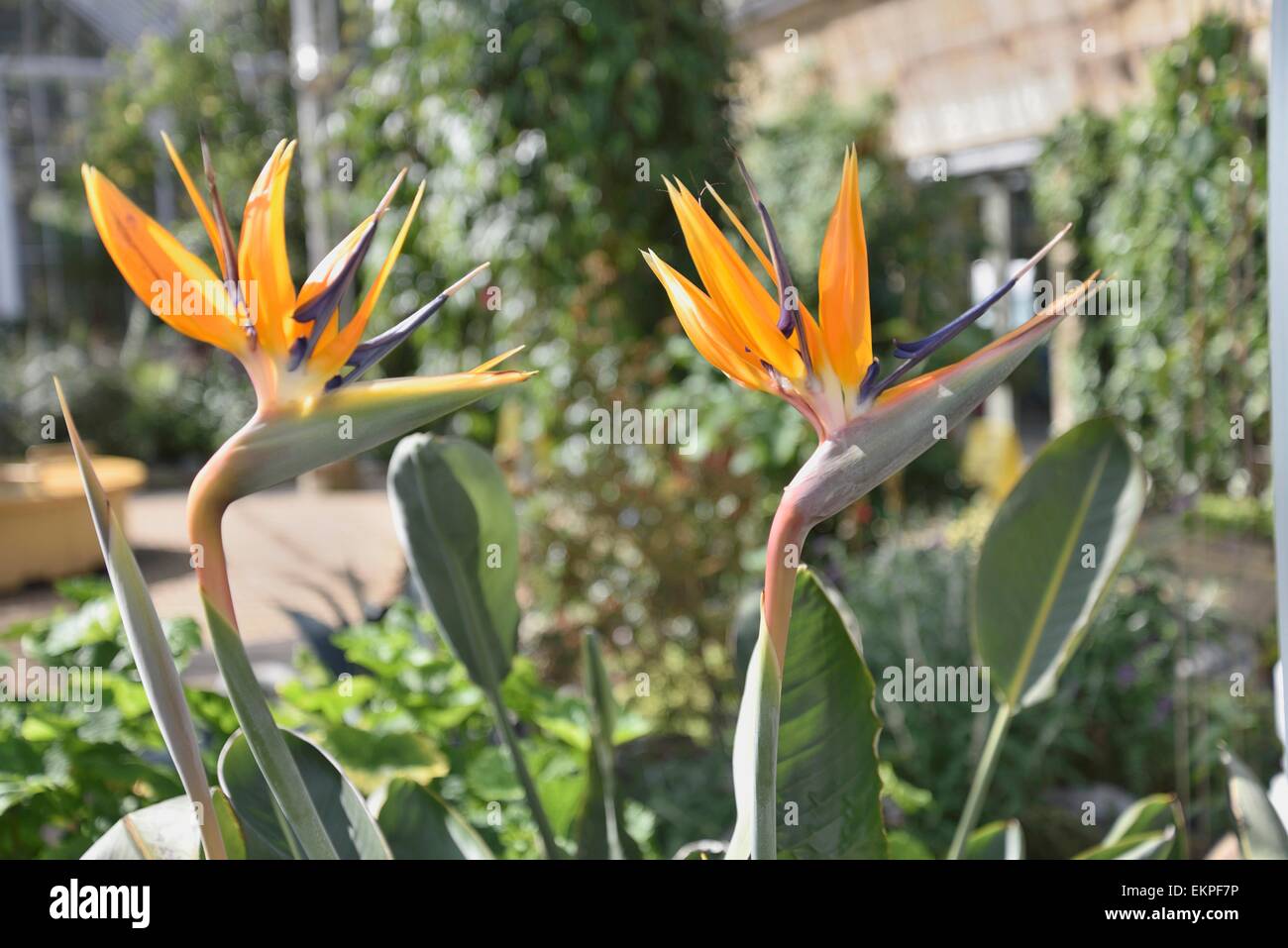 Two flower heads of the bright yellow and orange Strelitzia Reginae ...